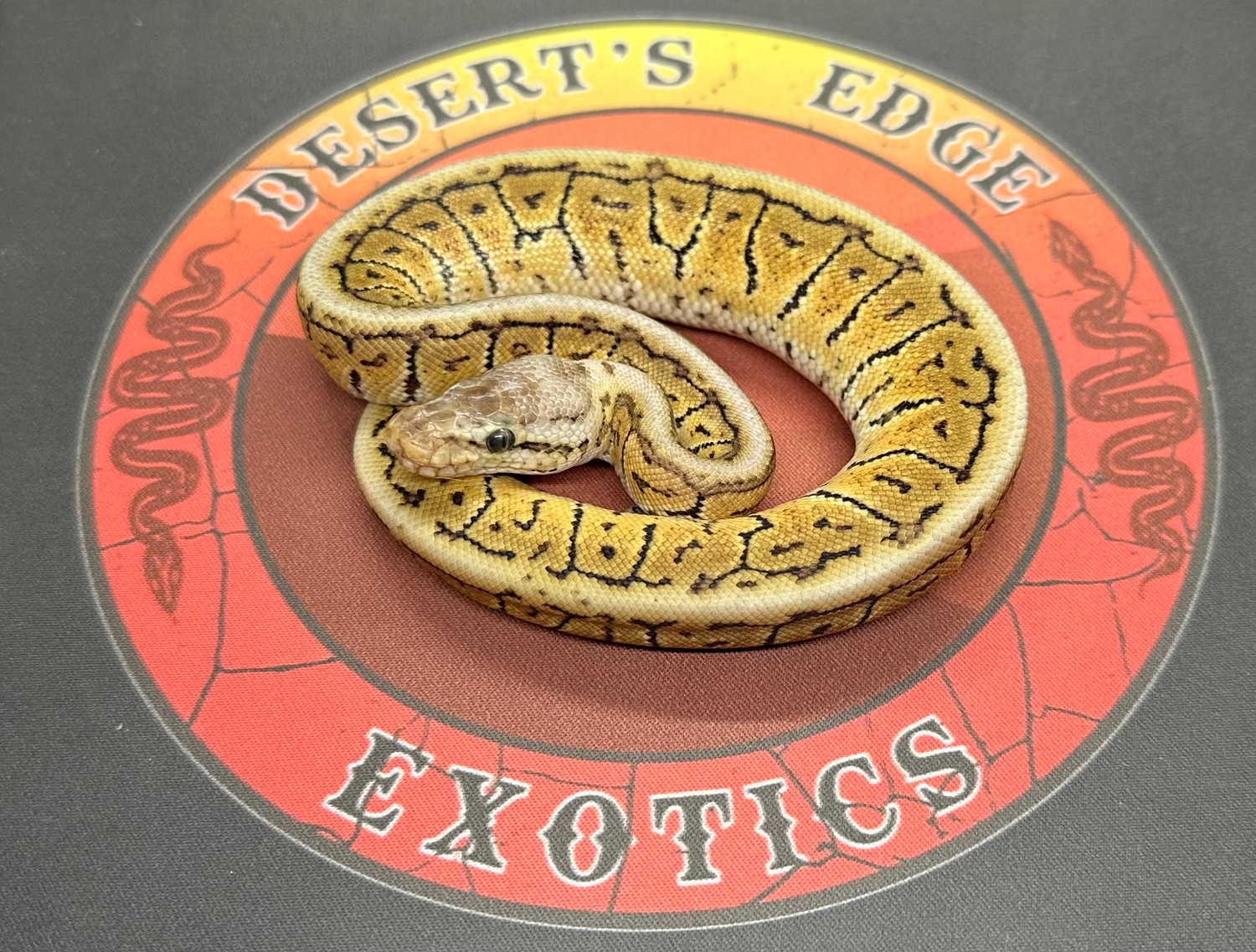 Pastel Pinstripe Spotnose 50% Het Clown Ball Python by Desert's Edge ...