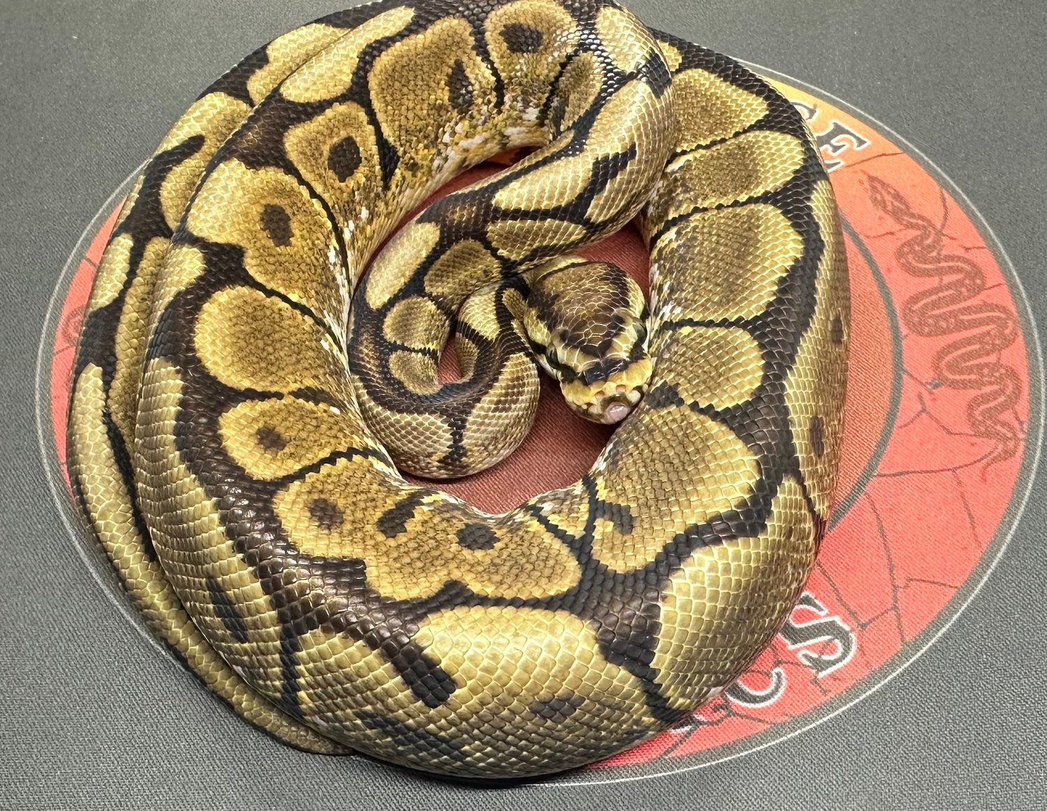 Spider Het Genetic Stripe Het Ghost Ball Python by Desert's Edge ...