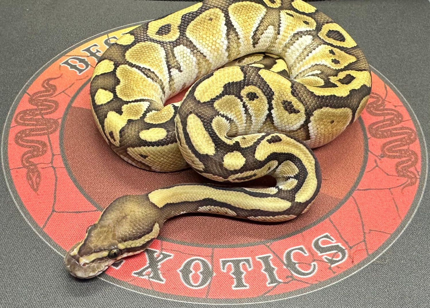Lesser Fire/Vanilla Het Desert Ghost Ball Python by Desert's Edge ...