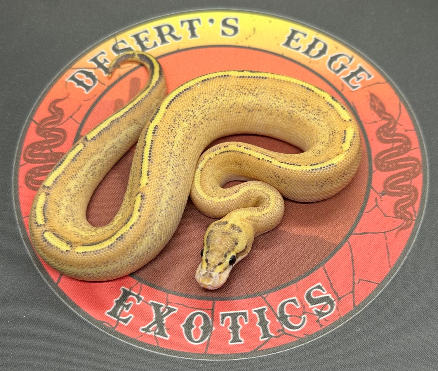 Puma (Spark Yellow Belly) Ball Python by Desert's Edge Exotics ...
