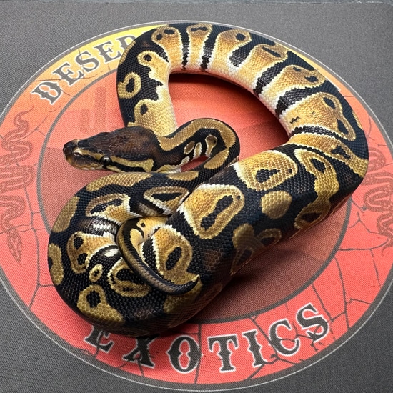 Orange Dream Ball Python by Desert's Edge Exotics