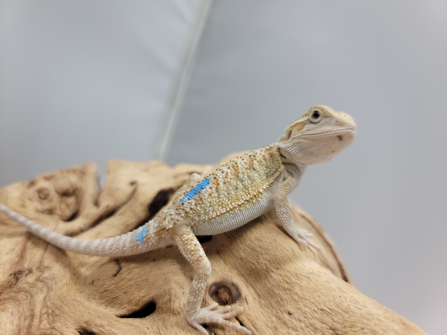 Hypo Tangerine 100% Het Zero 66% Het Wit Central Bearded Dragon by ...