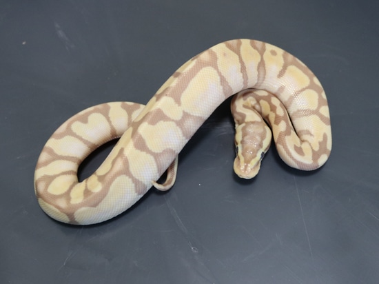 Coral Glow Enchi Yellowbelly Pastel Ball Python by Grand Cru Reptiles
