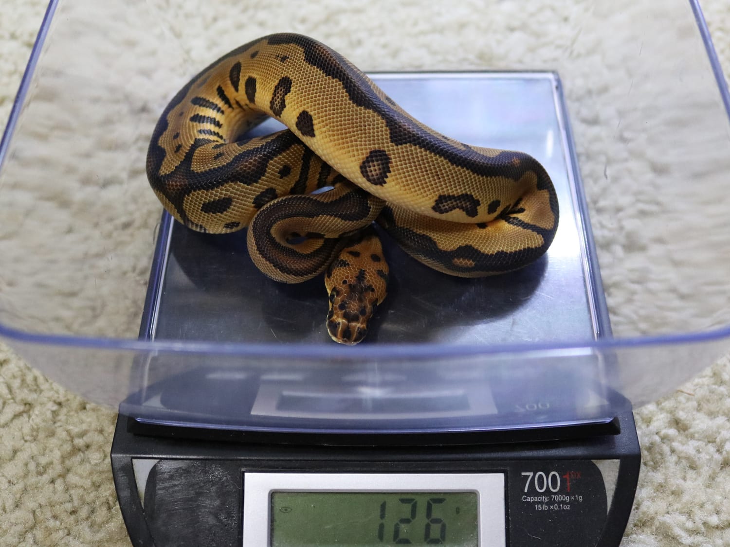 Leopard Clown Ball Python by Grand Cru Reptiles - MorphMarket