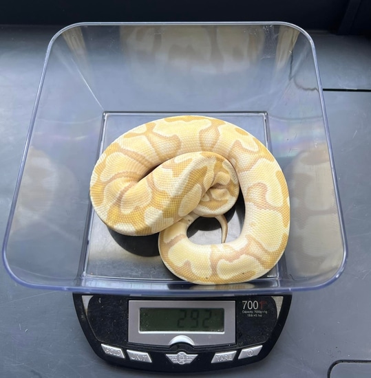 Coral Glow Enchi Yellowbelly Ball Python by Grand Cru Reptiles