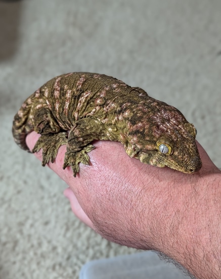 RTB Tru Color Leachianus Gecko by Grand Cru Reptiles