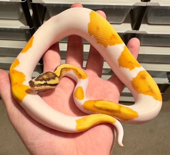 Enchi, Leopard, Orange Dream, Yellowbelly, Fire, Pied Ball Python by Snake Pit Uk