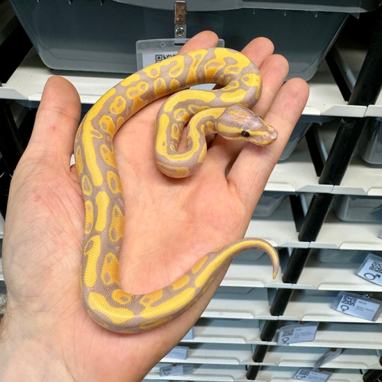 Banana, Yellowbelly, 66% DH Pied, Desert Ghost Ball Python by Snake Pit Uk