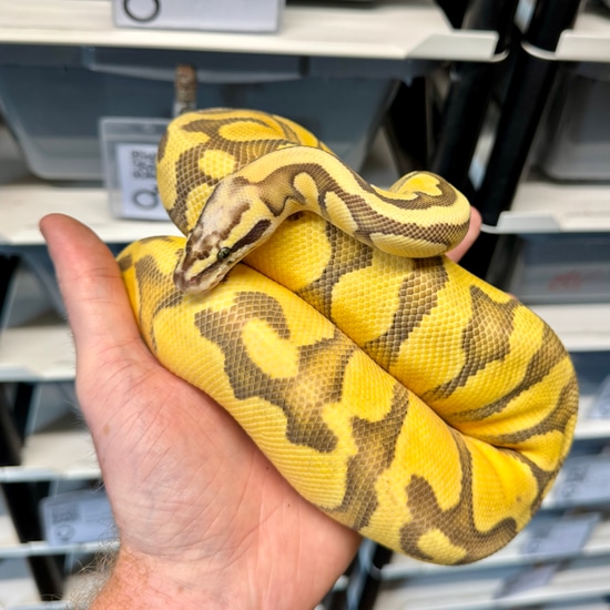 Pastel, Fire, Enchi, Double Het Sunset Hypo Ball Python by Snake Pit Uk