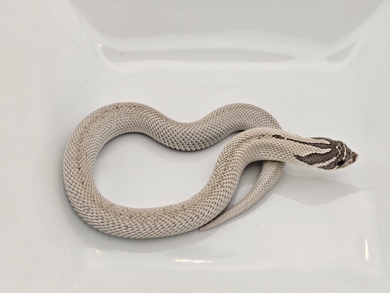 Axanthic Super Conda Het Albino (Snow) Western Hognose by Kinchyle Reptiles