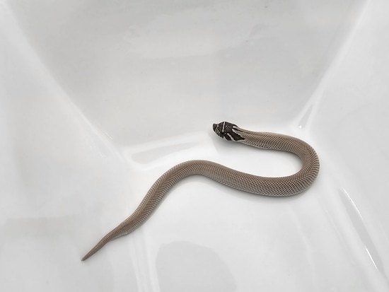 Axanthic Super Conda Het Albino (Snow) Western Hognose by Kinchyle Reptiles