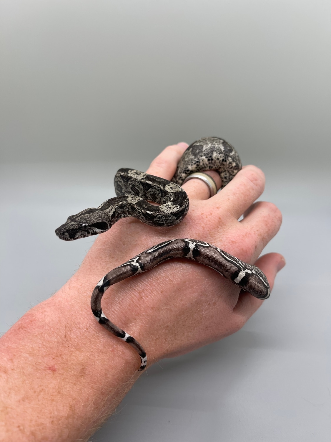 IMG Anery 100% Het VPI 50% Het Kahl. Free Shipping! Boa Constrictor by ...