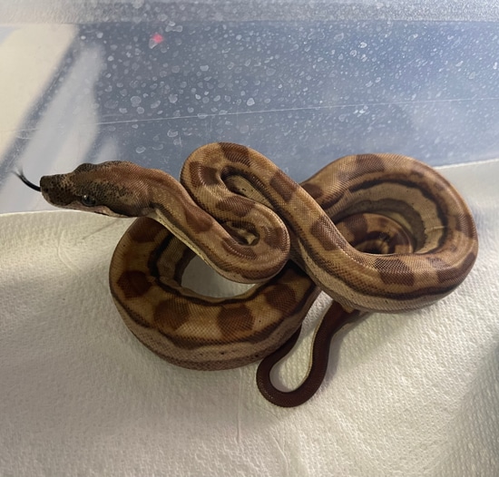 Hypo Motley Arabesque 100% Het Albino Kahl Boa Constrictor by Skull ...