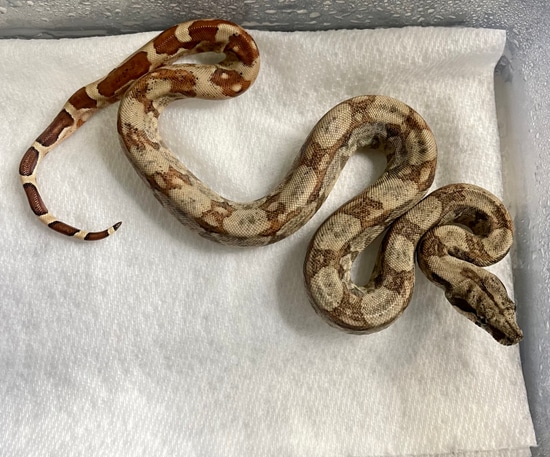 Hypo IMG 100% Het Ghost Boa Constrictor by Skull Reptiles