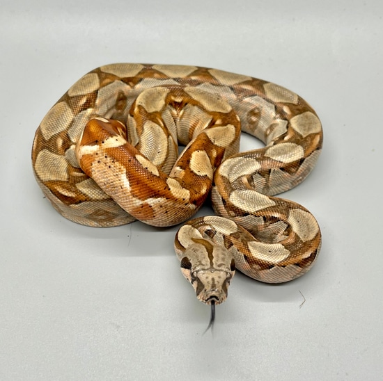 Hypo Het Ghost Boa Constrictor by Skull Reptiles