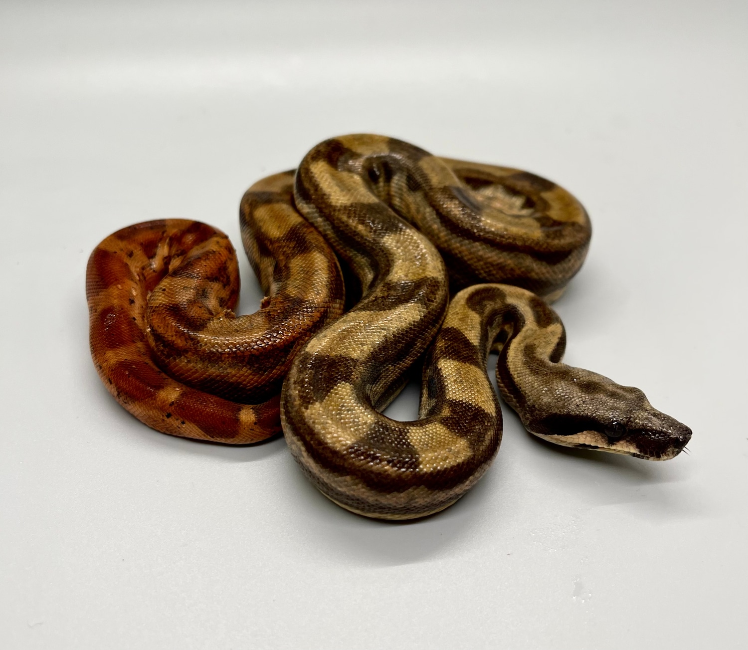 IMG Hypo Motley Het Ghost Boa Constrictor by Skull Reptiles - MorphMarket