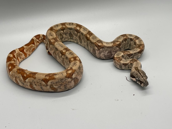 Hypo IMG 100% Het Ghost Boa Constrictor by Skull Reptiles