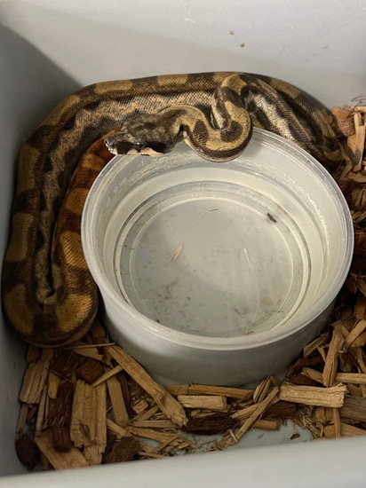 IMG Hypo Motley Het Ghost!!! Boa Constrictor by Skull Reptiles