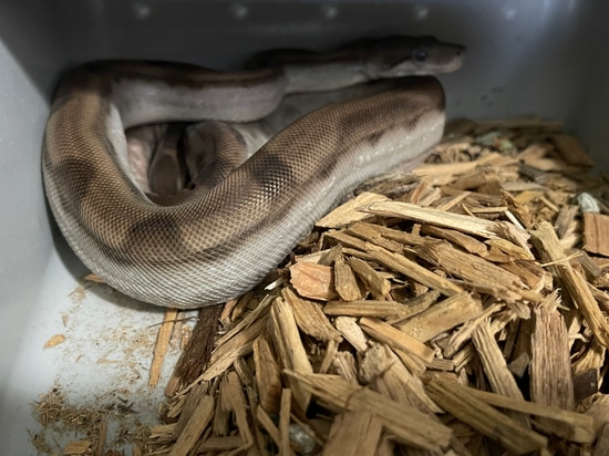 Fire Motley Boa Constrictor by Skull Reptiles