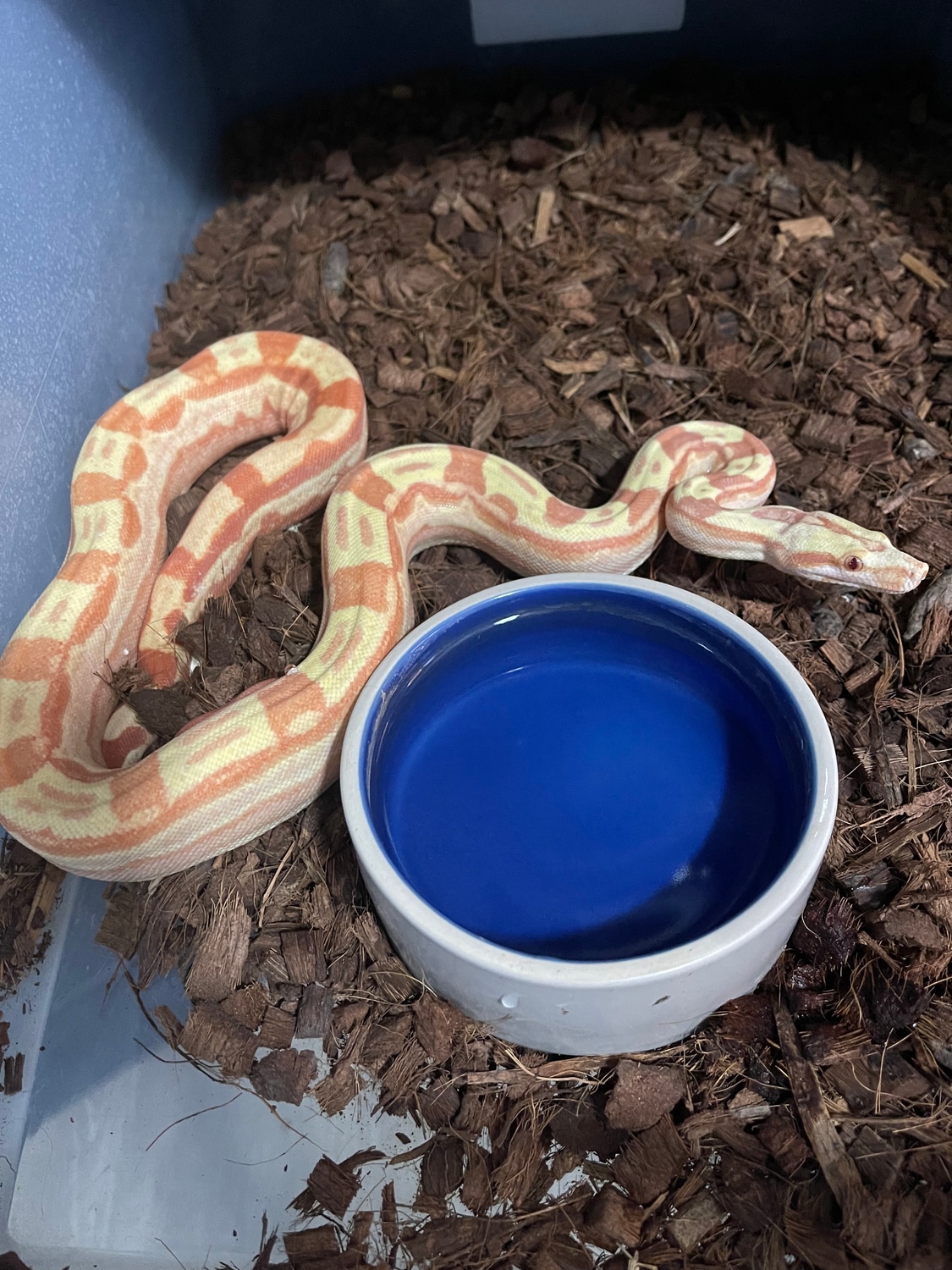 Motleybesque Sunglow Boa Constrictor by Skull Reptiles - MorphMarket