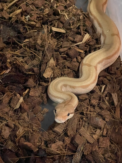 Fire Motley CA Sunglow Boa Constrictor by Skull Reptiles