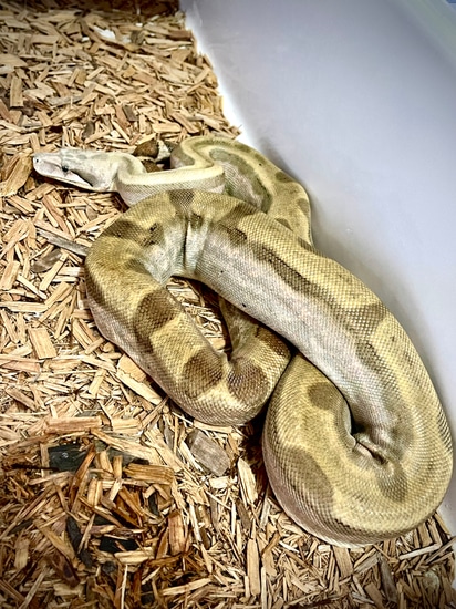 Motley Fire Boa Constrictor by Skull Reptiles
