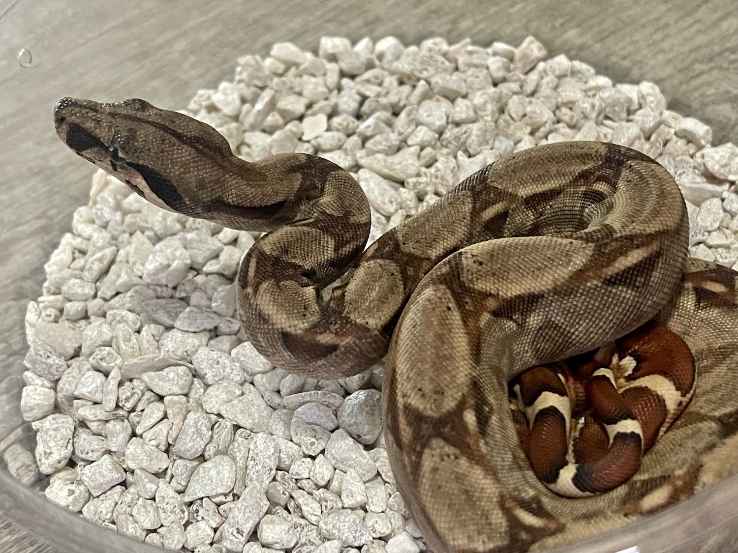 2023 Double Het VPI Snow (M) Boa Constrictor by Skull Reptiles ...