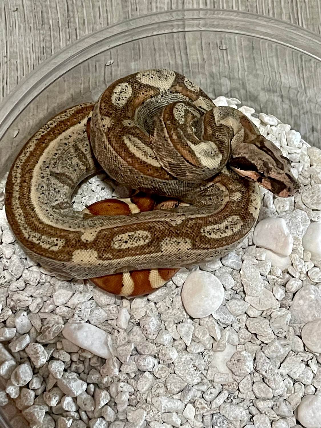 Img Hypo Jungle Dh Vpi Snow Boa Constrictor by Skull Reptiles - MorphMarket