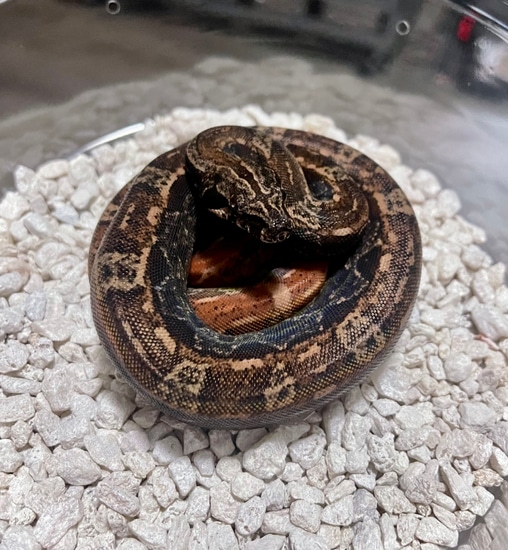 IMG AZTEC JUNGLE Dh VPI SNOW (F) Boa Constrictor by Skull Reptiles