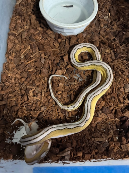 Sunfire Tiger Retic Reticulated Python by Skull Reptiles
