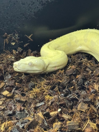 Moonglow Boa Constrictor by Skull Reptiles