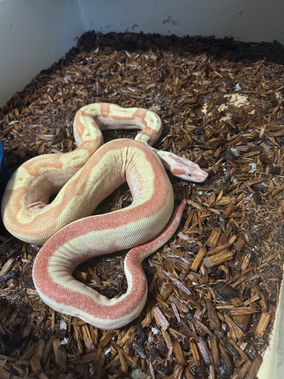 Motley Sunglow Boa Constrictor by Skull Reptiles