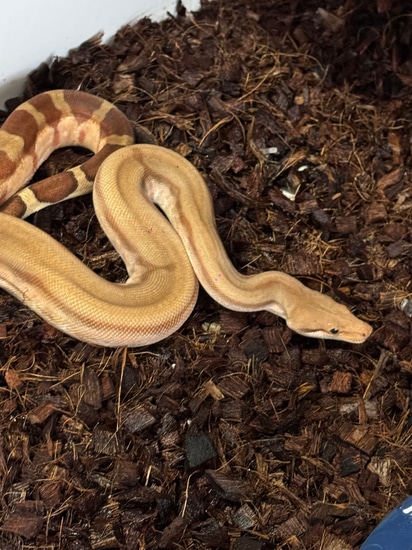 2021 Fire Motley CA T+ Sunglow Boa Constrictor by Skull Reptiles