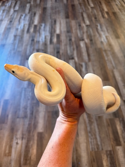 Super Fire Boa Constrictor by Skull Reptiles