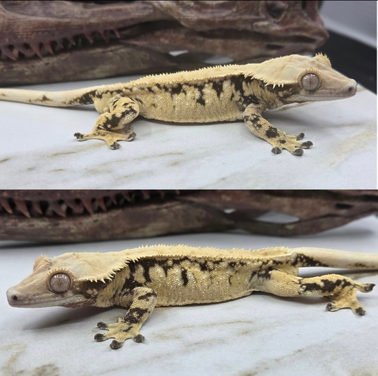Nice Coverage Male Crested Gecko by Skull Valley Exotics
