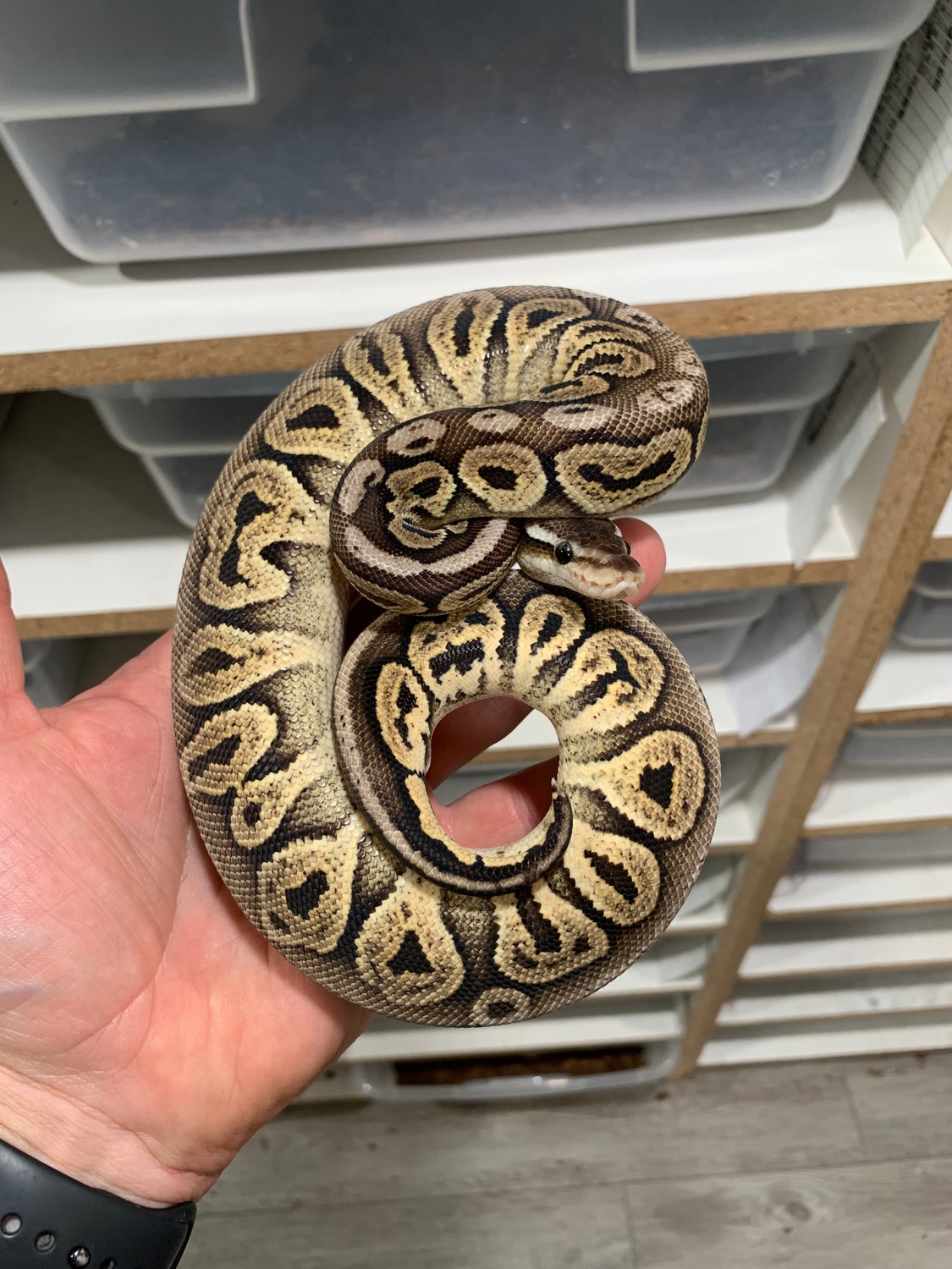 Black Pewter HRA Ball Python by Rosianna’s Royals - MorphMarket
