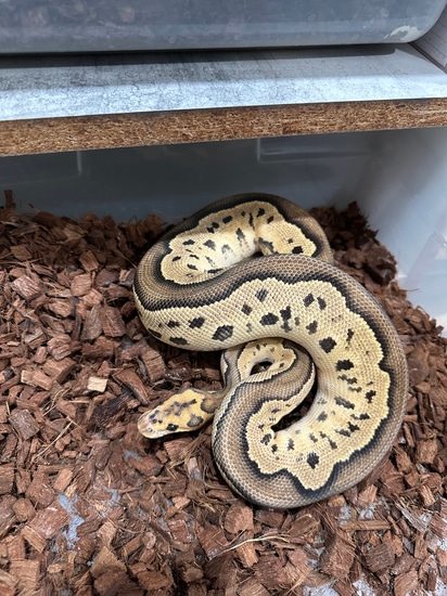Blackhead Fire Clown Ball Python by Rosianna’s Royals