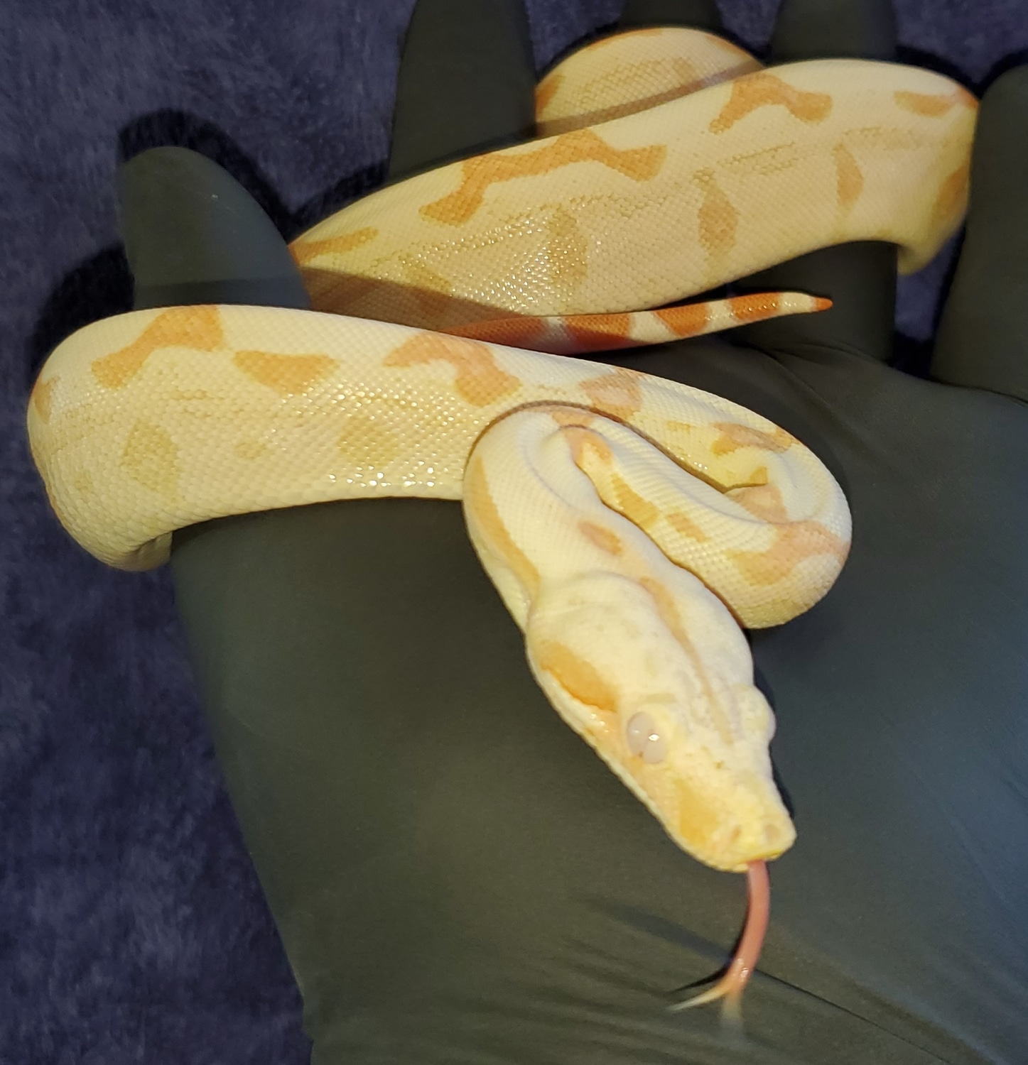 Sunglow Het Moonglow Poss Super Hypo! Boa Constrictor by DragonFire ...