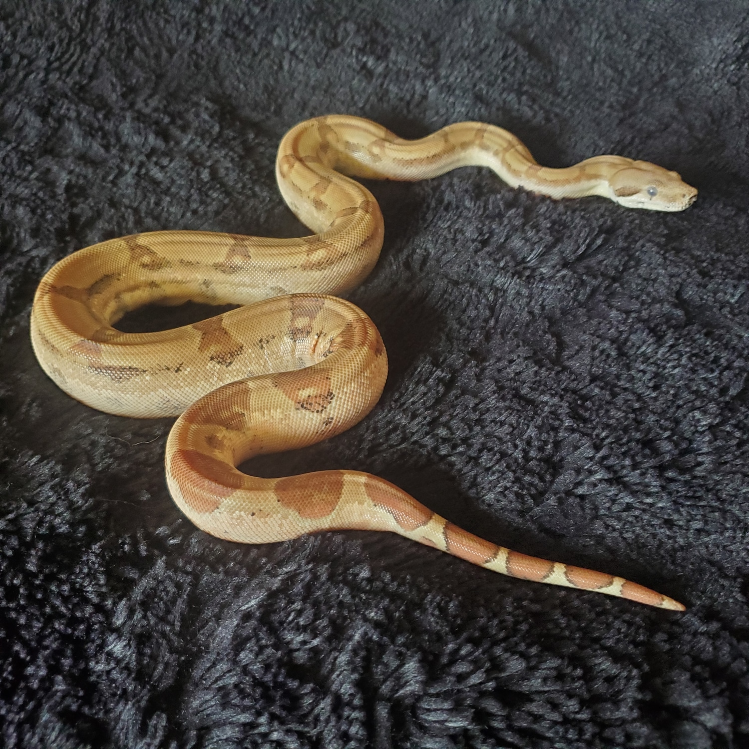 Hypo Fire 66% Het Anery Boa Constrictor by DragonFire Exotics - MorphMarket
