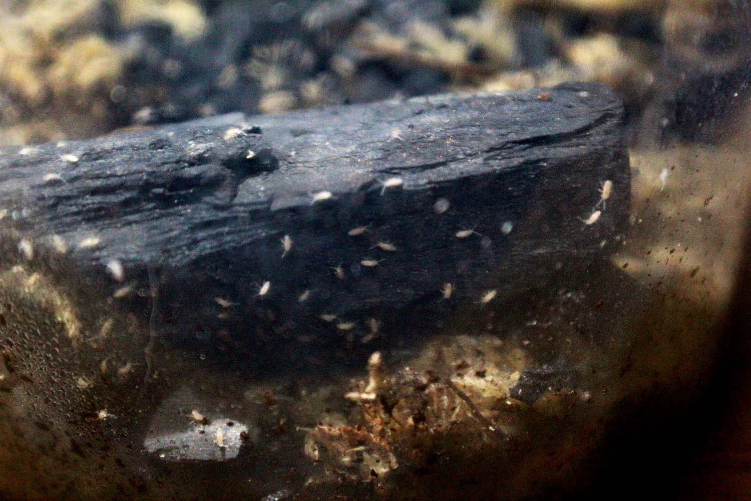 Springtail Culture Other Invertebrate by BioactiveBugs - MorphMarket