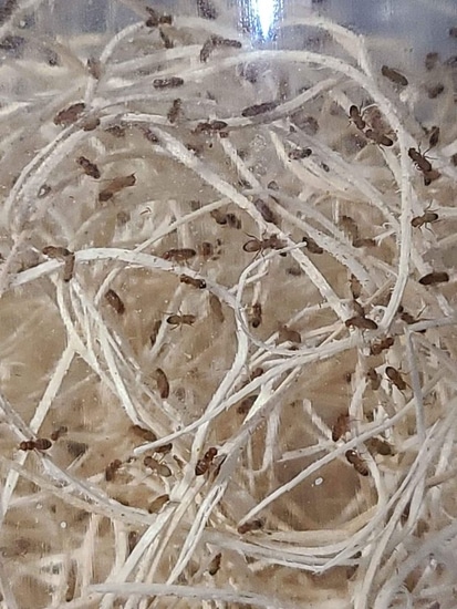 Flightless Fruit Flies (D. Hydei) More Invertebrate by BioactiveBugs