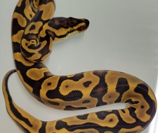 Leopard 66% Het Clown Ball Python by SH Pythons - MorphMarket