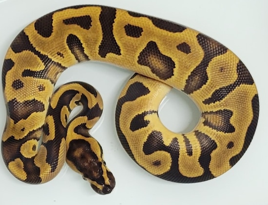 Leopard 66% Het Clown Ball Python by SH Pythons - MorphMarket