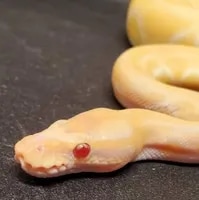 SH Pythons's Collection - MorphMarket