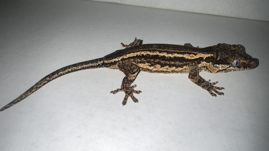 Adult Stipe Female Gargoyle Gecko by AK Gecko Oasis