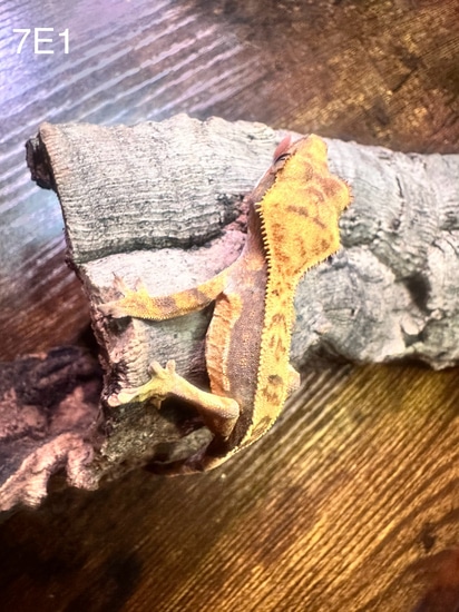 Harlequin Crested Gecko by AK Gecko Oasis