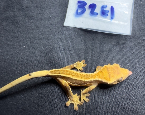 Gecko Crested Gecko by AK Gecko Oasis
