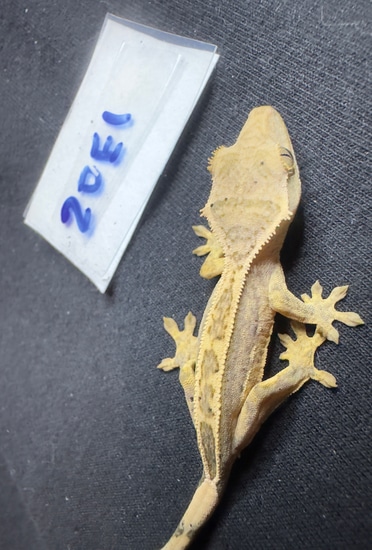 Gecko Crested Gecko by AK Gecko Oasis