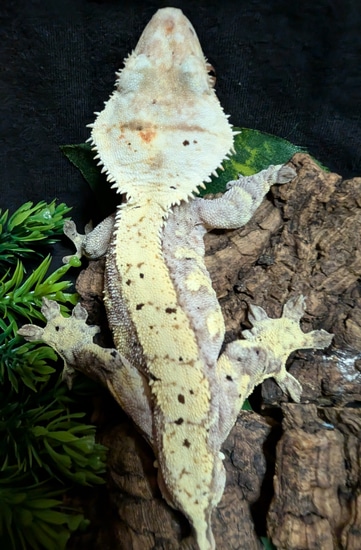 Lavender Proven Breeder Crested Gecko by AK Gecko Oasis