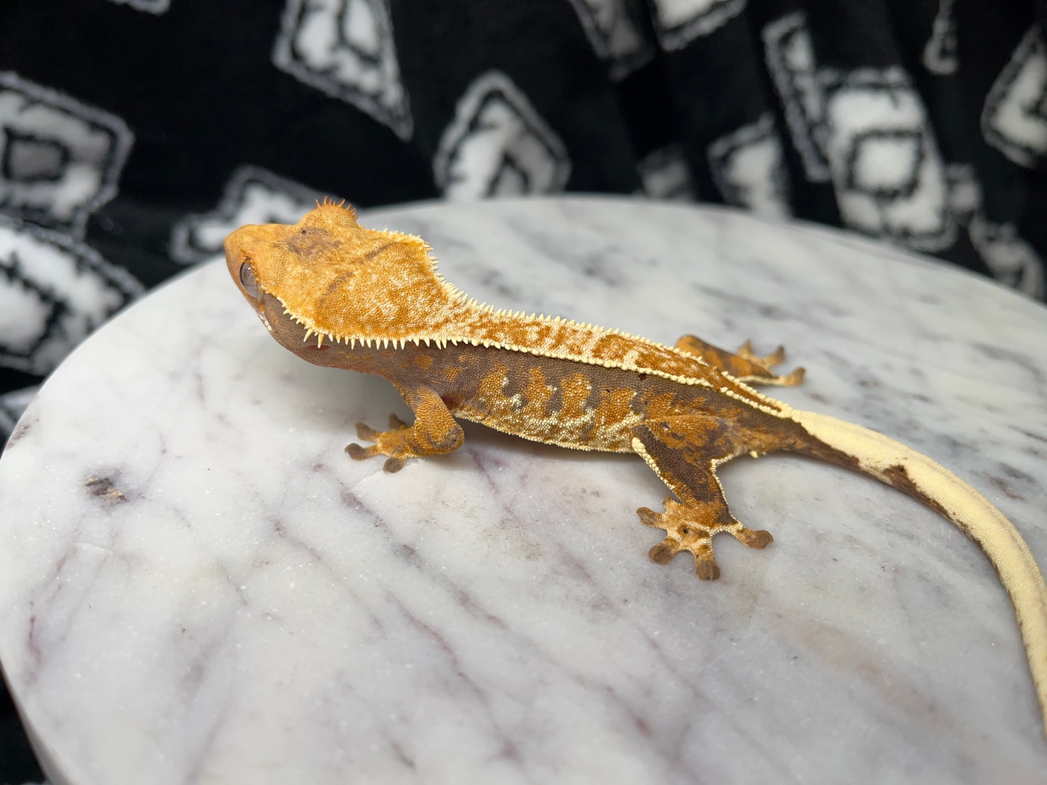 No Pores Partial Pinstripe Harlequin Crested Gecko by SKYzthe1imit ...